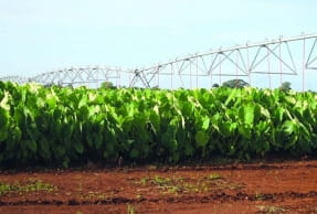 thumb-agricultura-cuba_67408969c2ad2.jpg